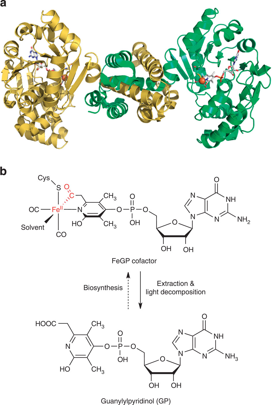 蛋白质-吡啶醇硫酯前体，用于在[Fe]-氢化酶辅因子中生物合成有机金属酰基-铁配体。,Nature Communications - X-MOL