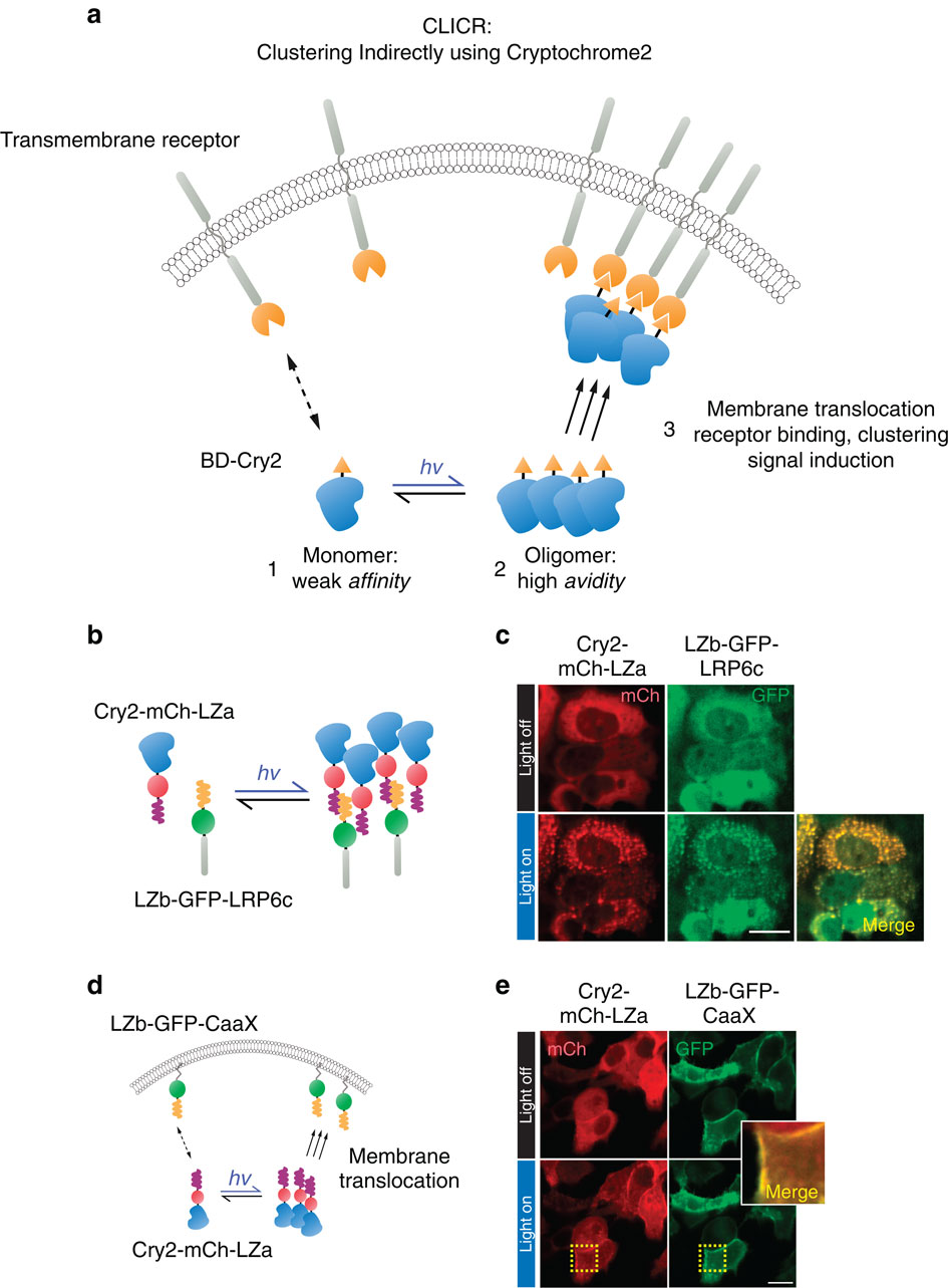 通过光遗传性Cry2聚类调节内源性跨膜受体。,Nature Communications - X-MOL