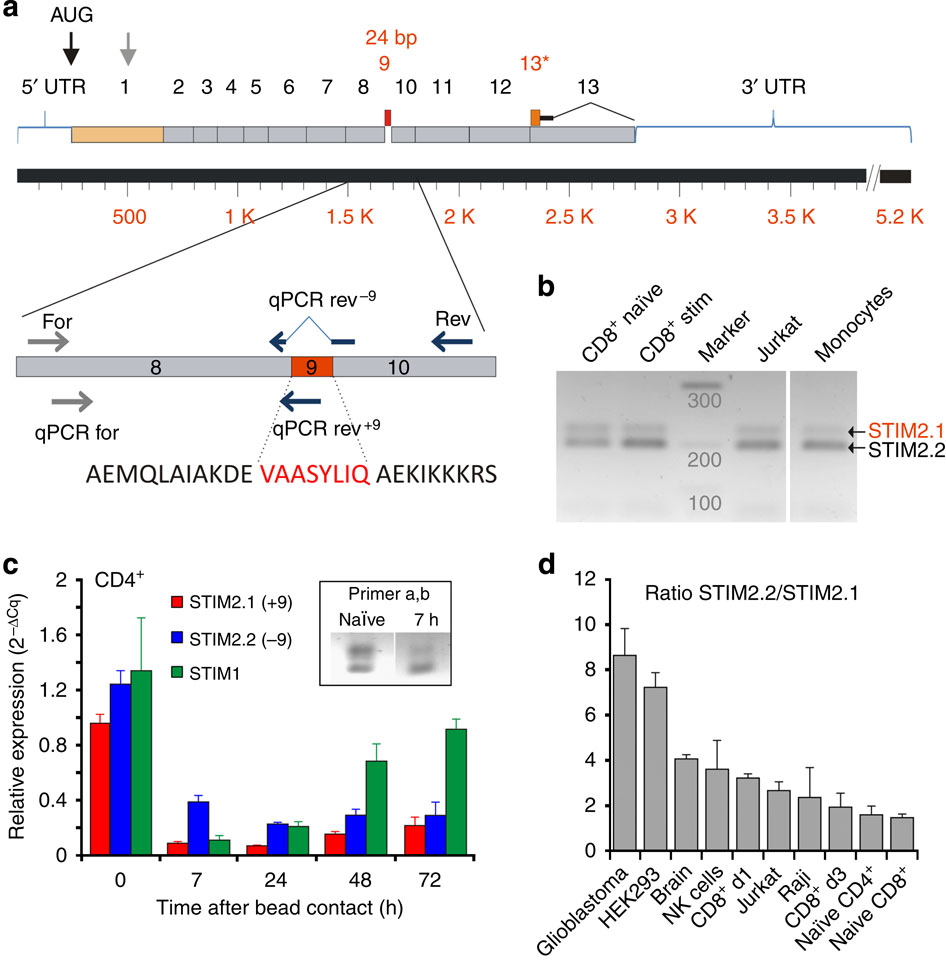 A STIM2 splice variant negatively regulates store-operated calcium ...