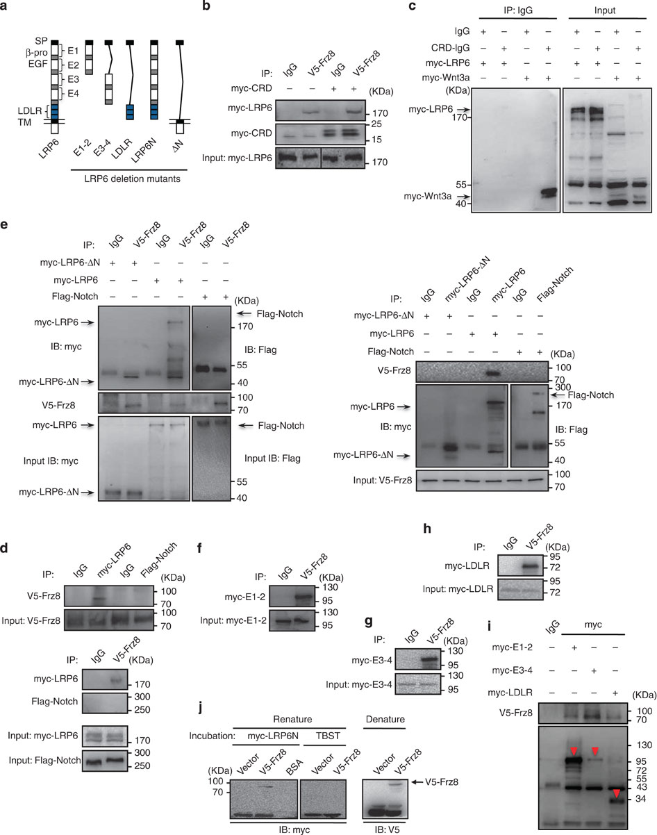LRP5/6 directly bind to Frizzled and prevent Frizzled-regulated tumour ...