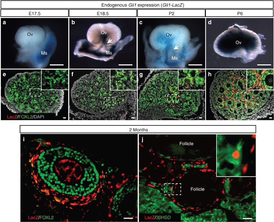 Lineage specification of ovarian theca cells requires multicellular ...