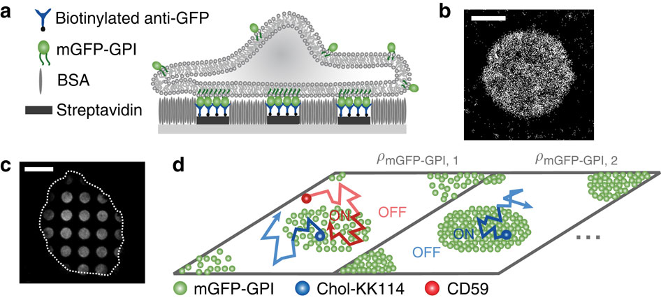 GPI 锚定蛋白不在活细胞质膜的有序结构域中。,Nature Communications - X-MOL