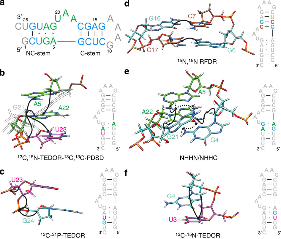 RNA structure determination by solid-state NMR spectroscopy.,Nature Communications - X-MOL