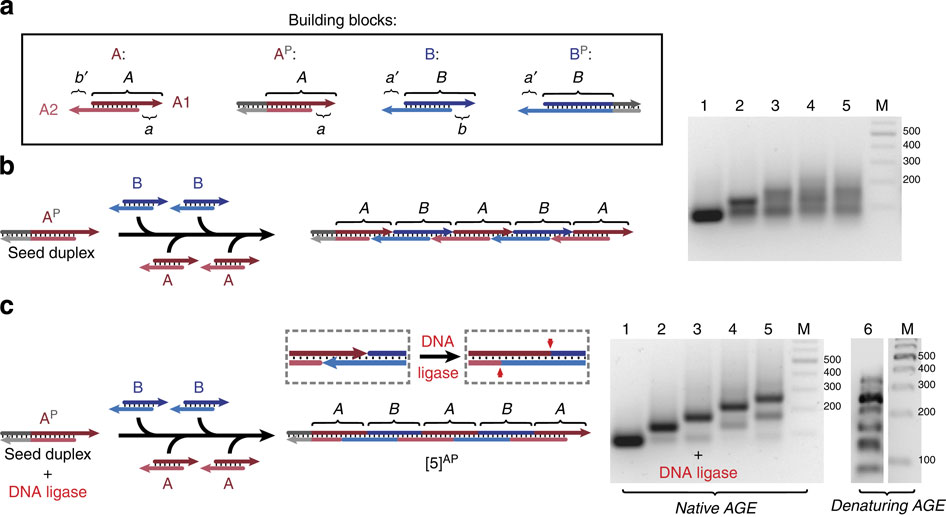 具有用户定义的纳米结构和支架模式的长DNA链的顺序生长。,Nature Communications - X-MOL