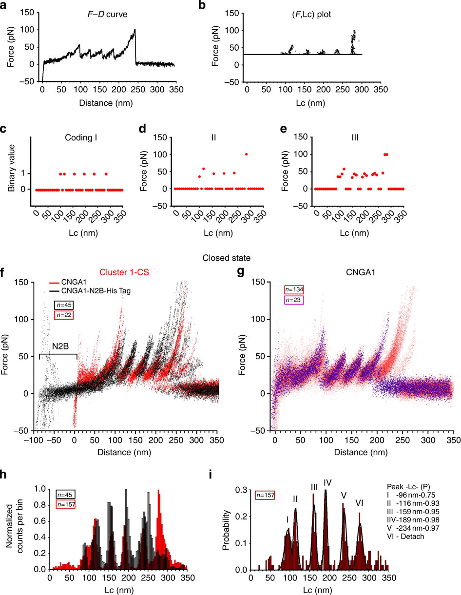 CNGA1通道的跨膜域的构象重排由单分子力谱揭示。,Nature Communications - X-MOL