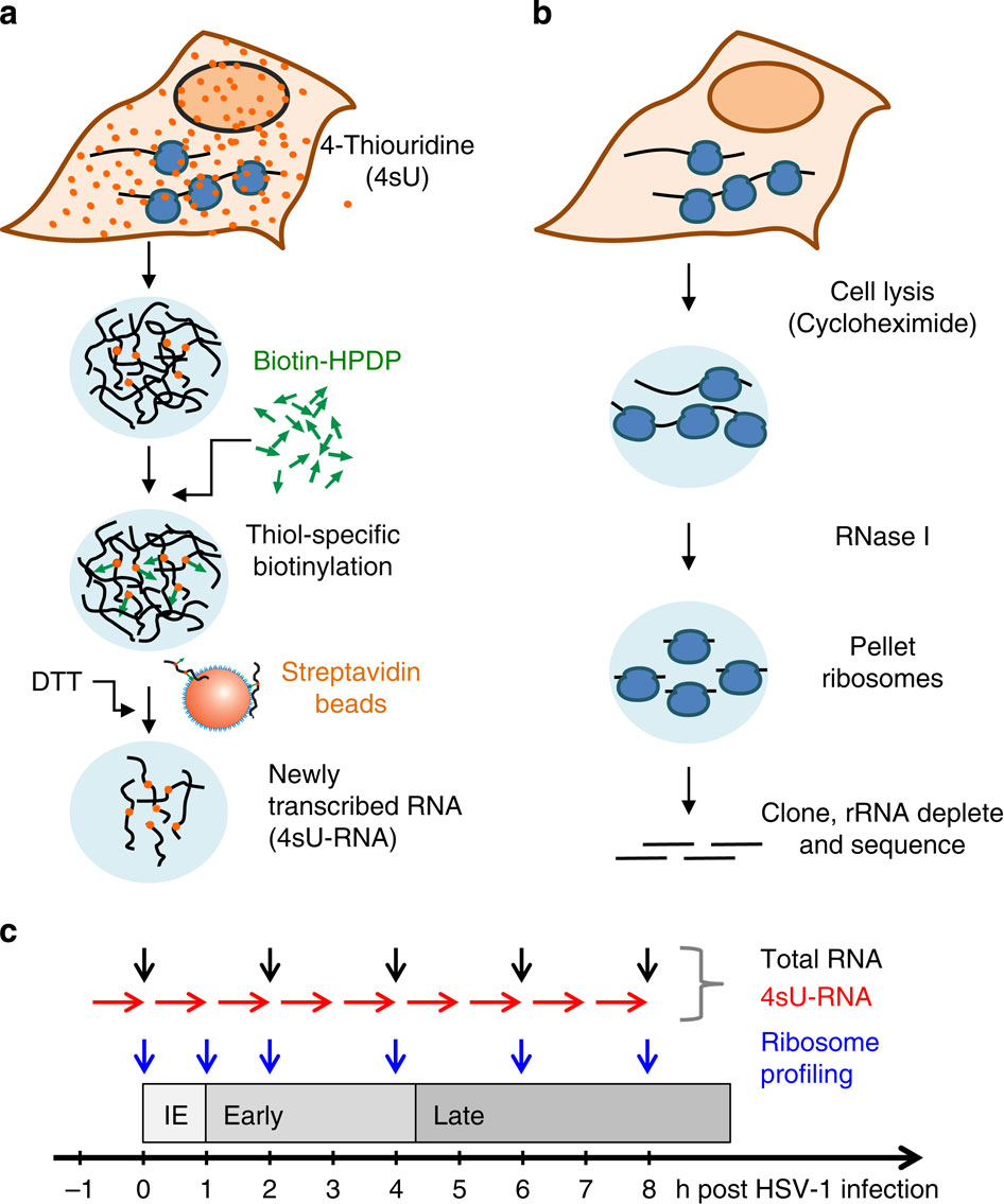 Widespread disruption of host transcription termination in HSV-1 ...