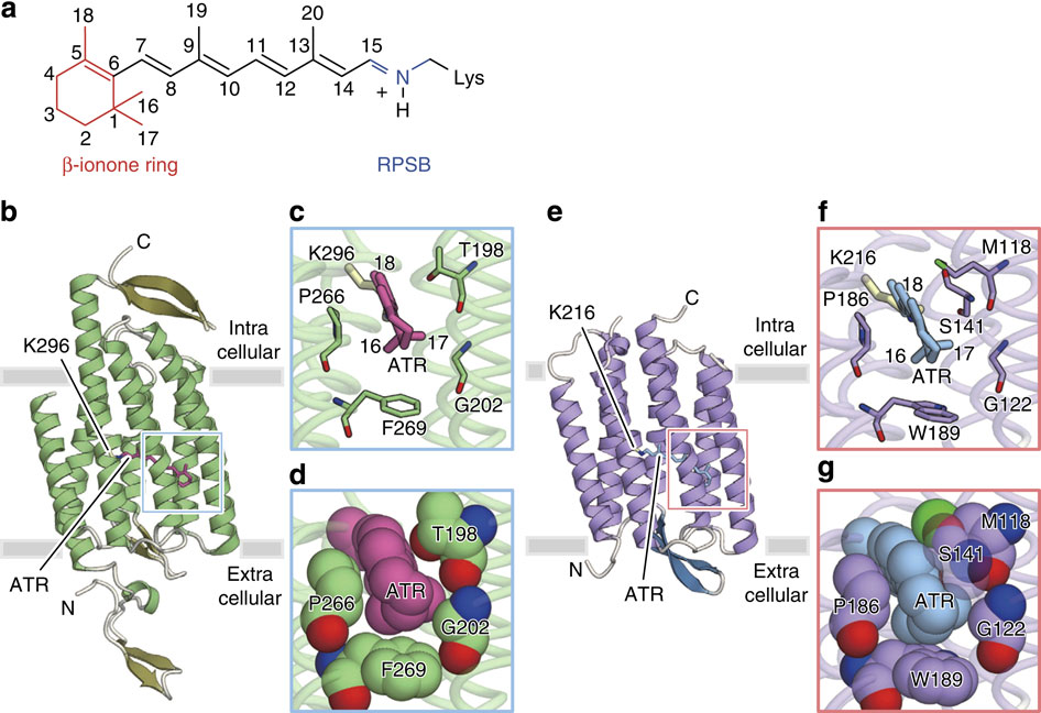 Atomistic design of microbial opsin-based blue-shifted optogenetics ...
