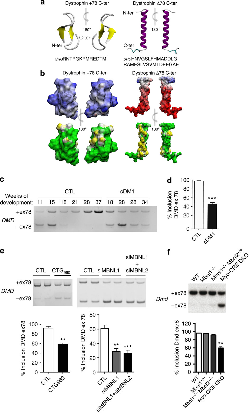 Abnormal splicing switch of DMD's penultimate exon compromises muscle ...