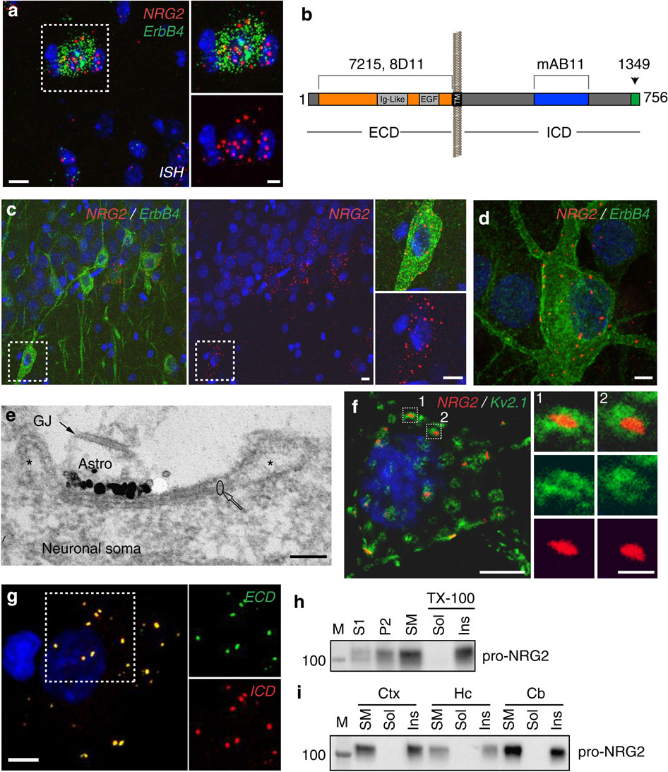 负反馈回路通过神经调节蛋白 2/ErbB4 信号传导控制皮质中间神经元中的 NMDA 受体功能。,Nature Communications - X-MOL