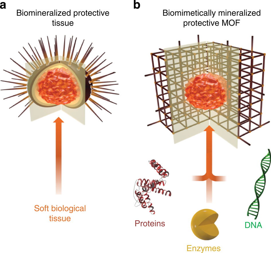 Biomimetic mineralization of metal-organic frameworks as protective ...