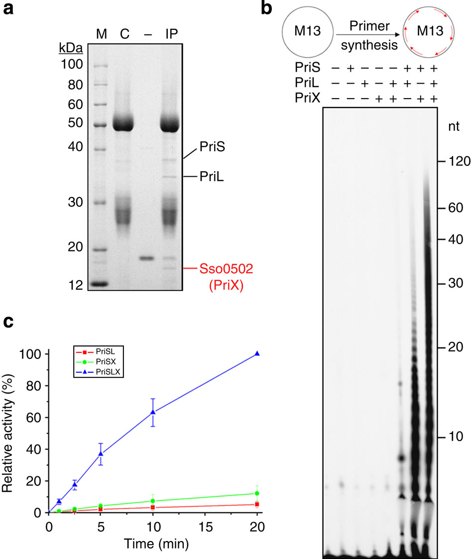 A primase subunit essential for efficient primer synthesis by an ...