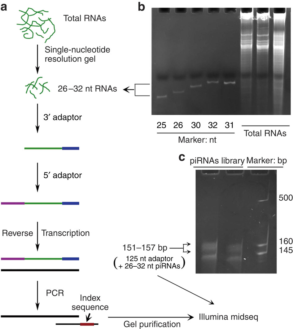 A piRNA-like small RNA interacts with and modulates p-ERM proteins in ...