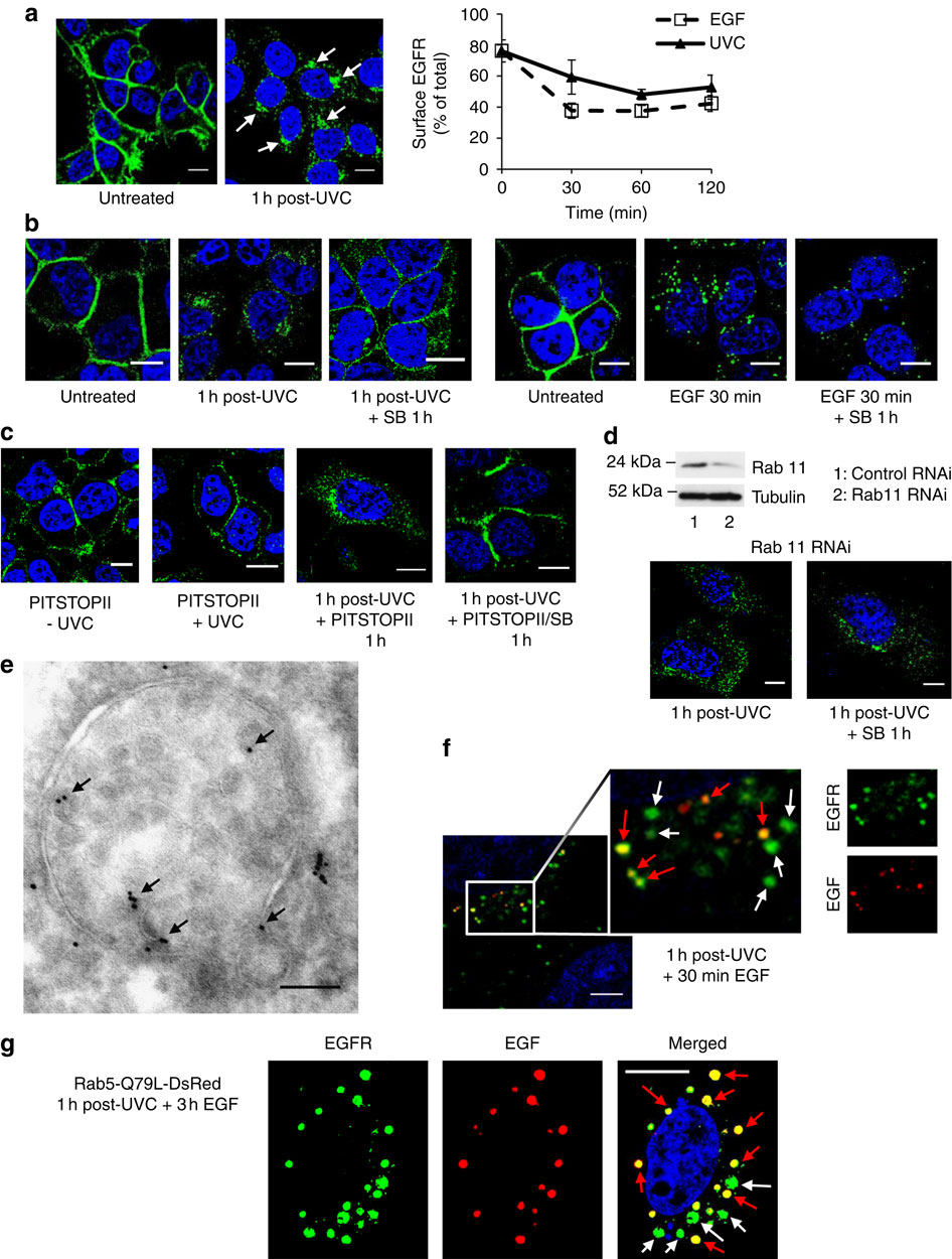 WASH and Tsg101/ALIX-dependent diversion of stress-internalized EGFR ...