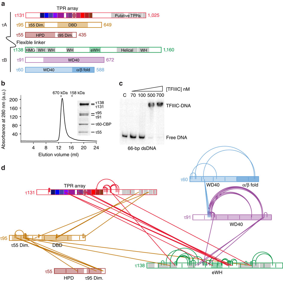 Architecture of TFIIIC and its role in RNA polymerase III pre ...