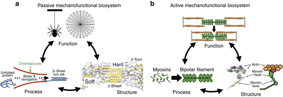 The role of mechanics in biological and bio-inspired systems.,Nature ...
