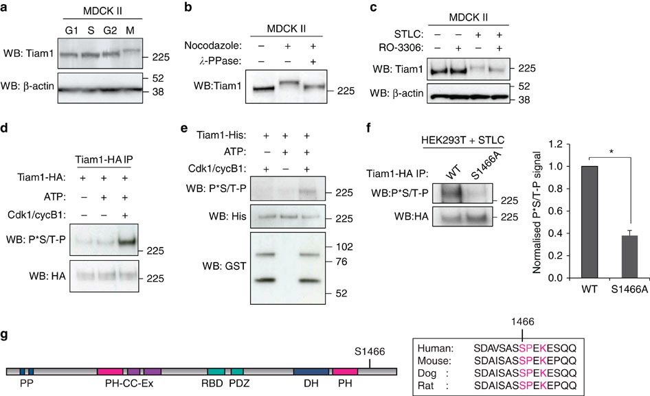 Cdk1 phosphorylates the Rac activator Tiam1 to activate centrosomal Pak ...