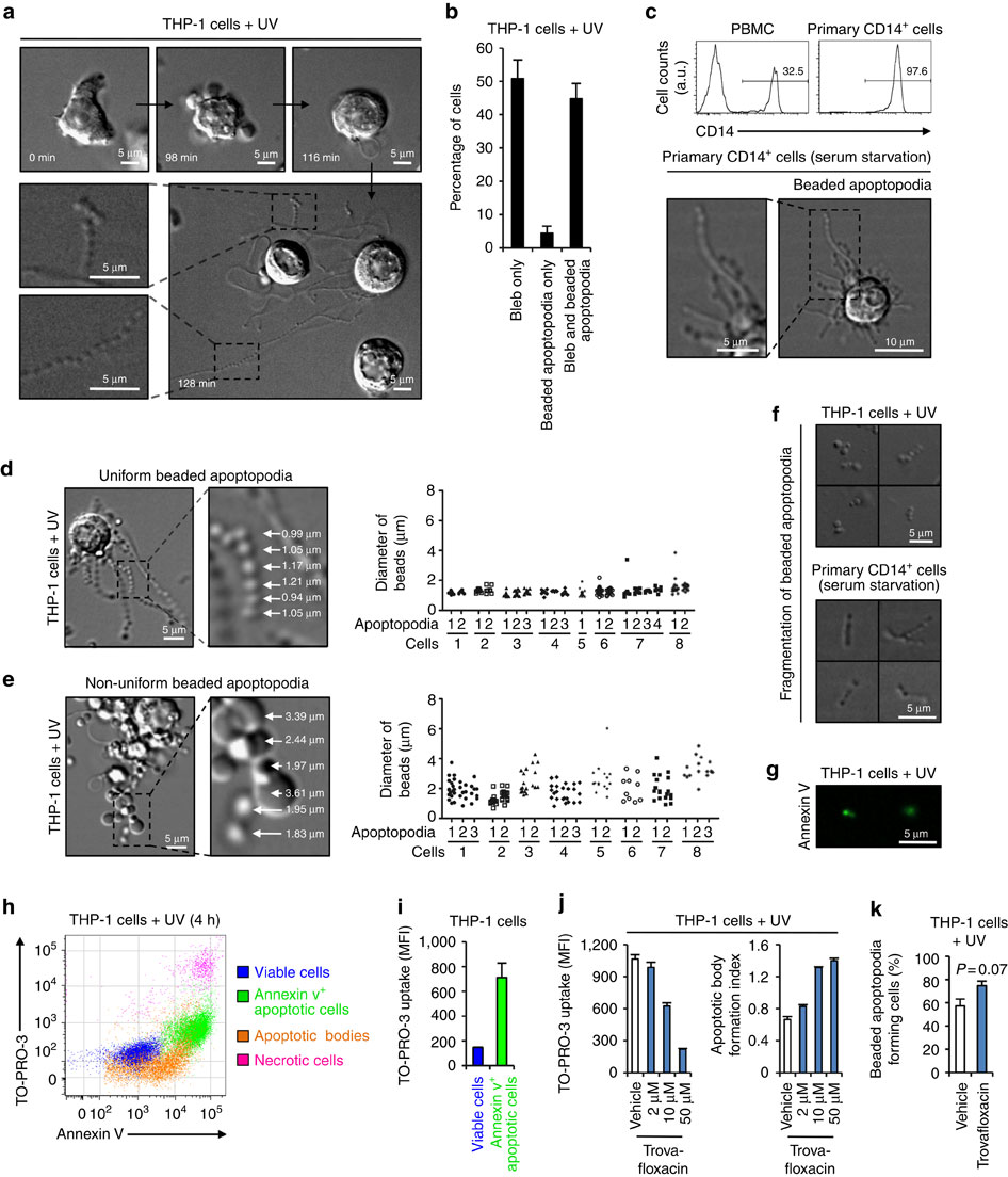 A novel mechanism of generating extracellular vesicles during apoptosis ...