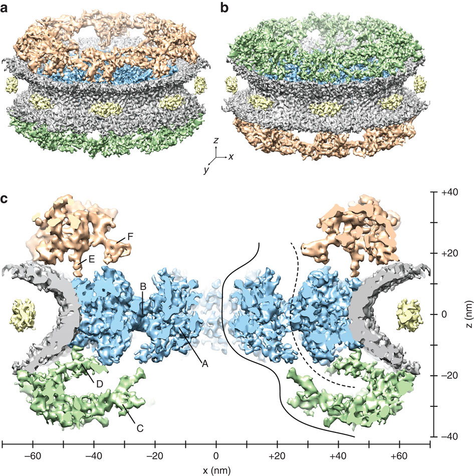 Structure and gating of the nuclear pore complex.,Nature Communications ...