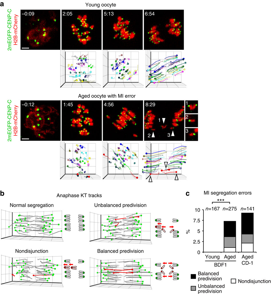 Bivalent separation into univalents precedes age-related meiosis I ...