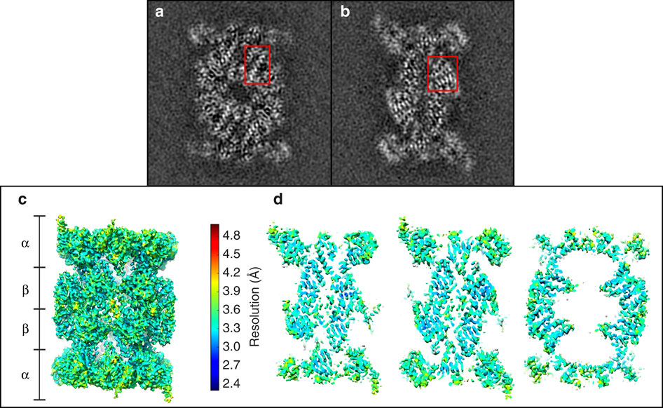 Cryo-EM reveals the conformation of a substrate analogue in the human 20S proteasome core ...