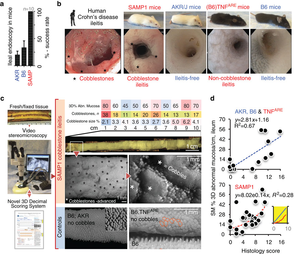 Stereomicroscopic 3D pattern Profiling Of Murine And Human Intestinal stereomicroscopic-3d-pattern-profiling-of-murine-and-human-intestinal