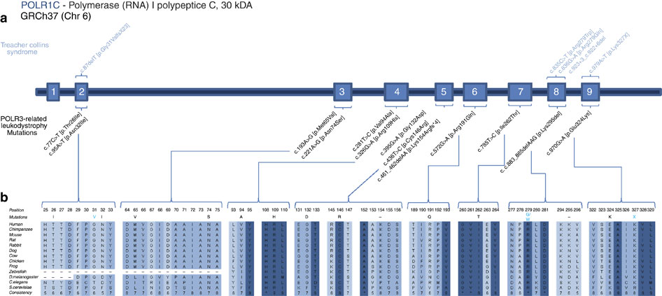 Recessive mutations in POLR1C cause a leukodystrophy by impairing biogenesis of RNA polymerase ...
