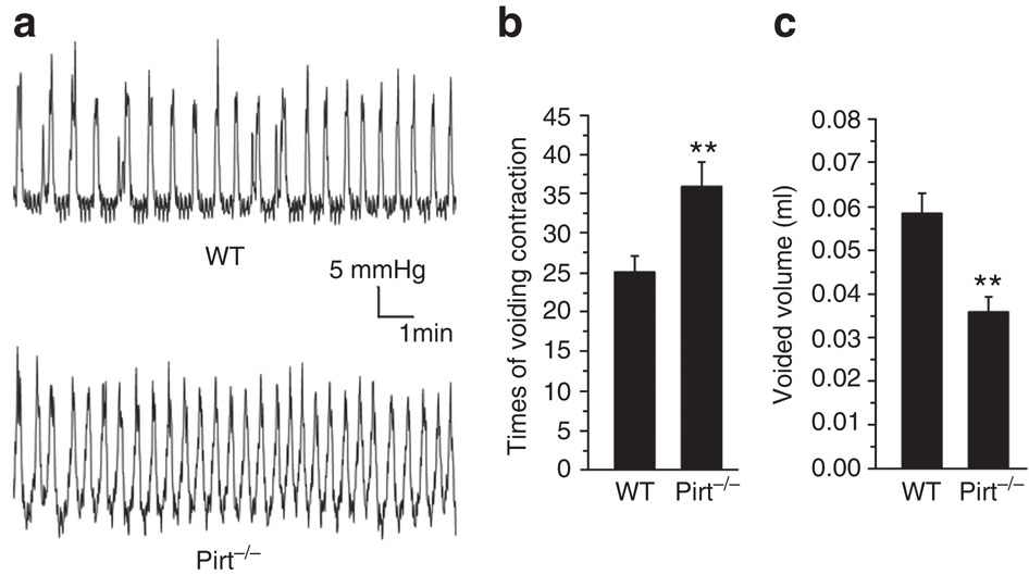 Pirt reduces bladder overactivity by inhibiting purinergic receptor ...