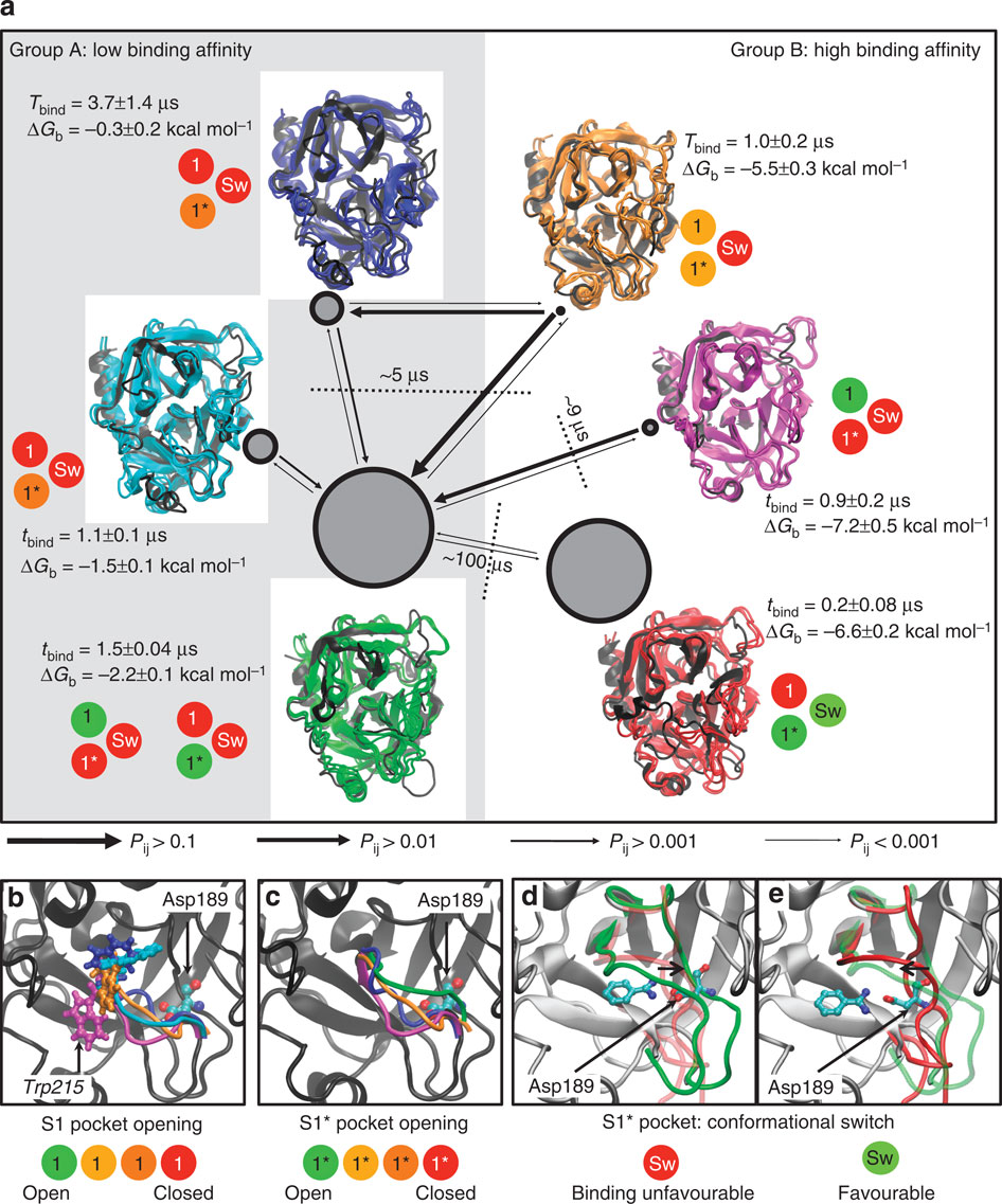 Protein conformational plasticity and complex ligand-binding kinetics ...