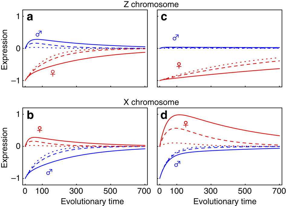 Evolution of dosage compensation under sexual selection differs between ...
