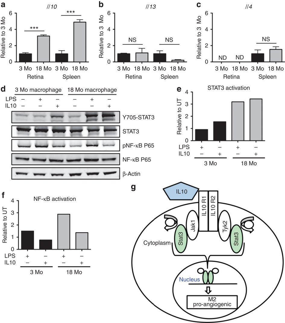 IL10驱动的衰老巨噬细胞中的STAT3信号传导促进病理性眼血管生成。,Nature Communications - X-MOL