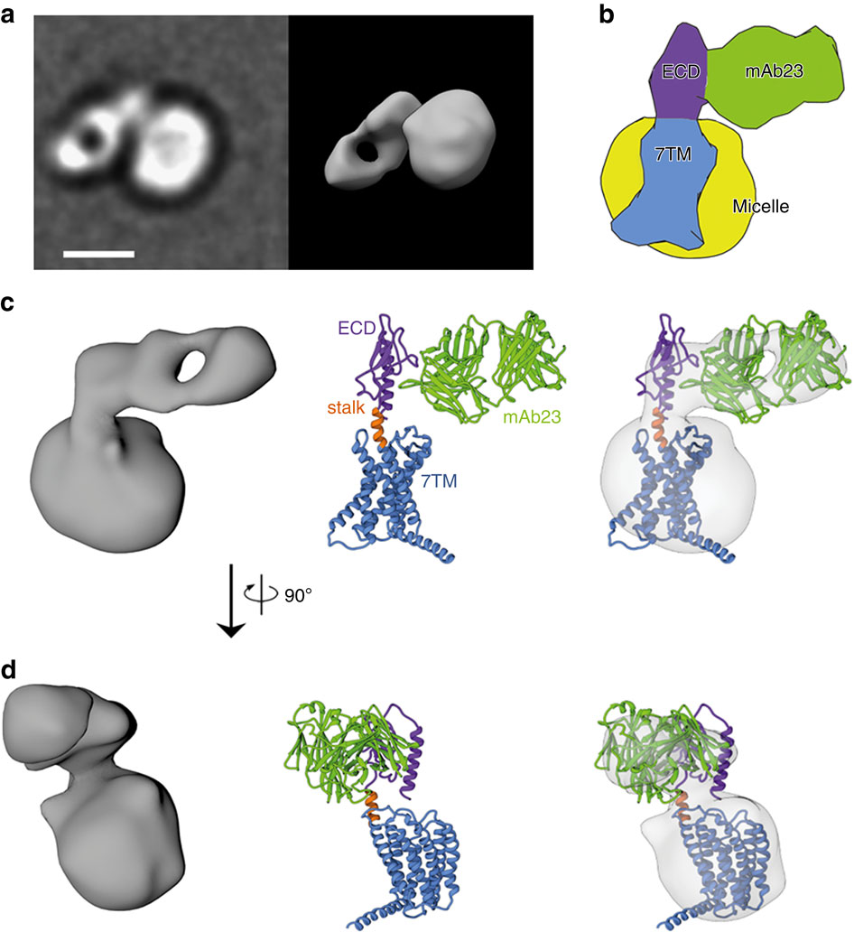 Conformational states of the full-length glucagon receptor.,Nature ...