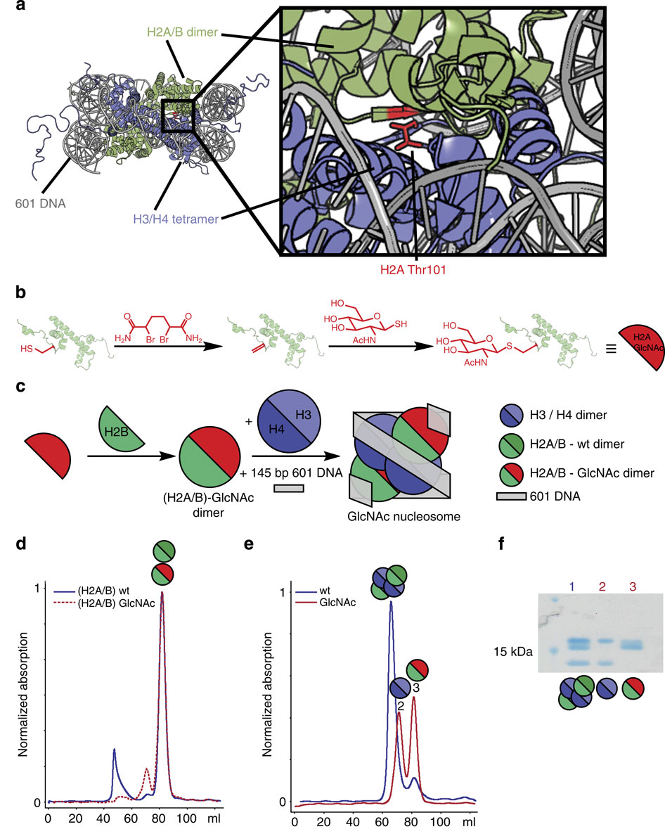 Generation of a synthetic GlcNAcylated nucleosome reveals regulation of stability by H2A-Thr101 ...