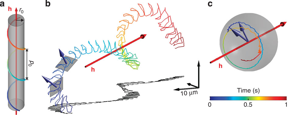 Sperm navigation along helical paths in 3D chemoattractant landscapes ...