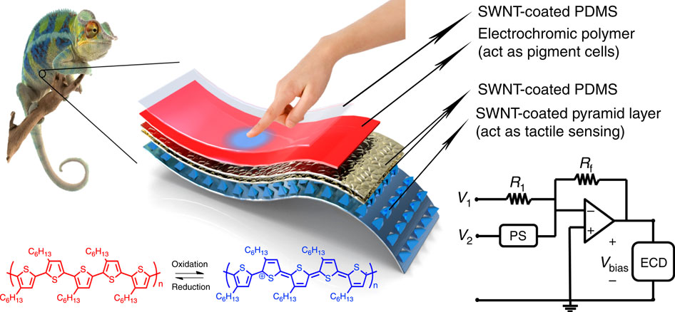 A chameleon-inspired stretchable electronic skin with interactive ...