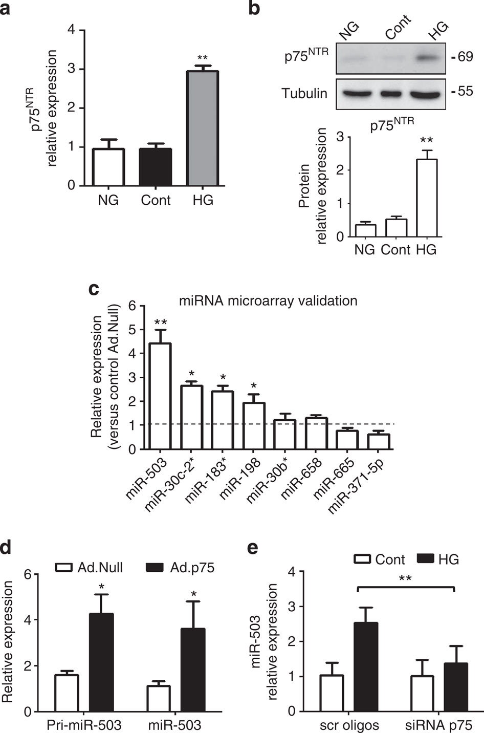 p75(NTR)-dependent activation of NF-κB regulates microRNA-503 ...