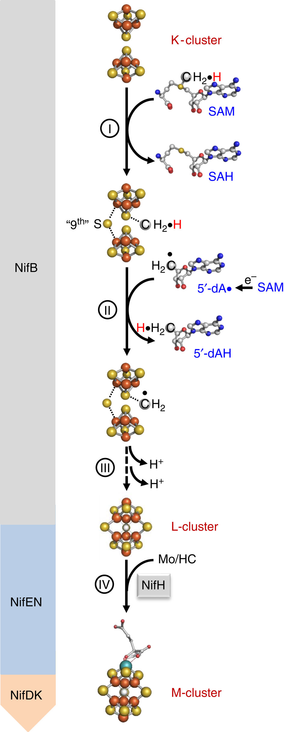 Refining the pathway of carbide insertion into the nitrogenase M ...
