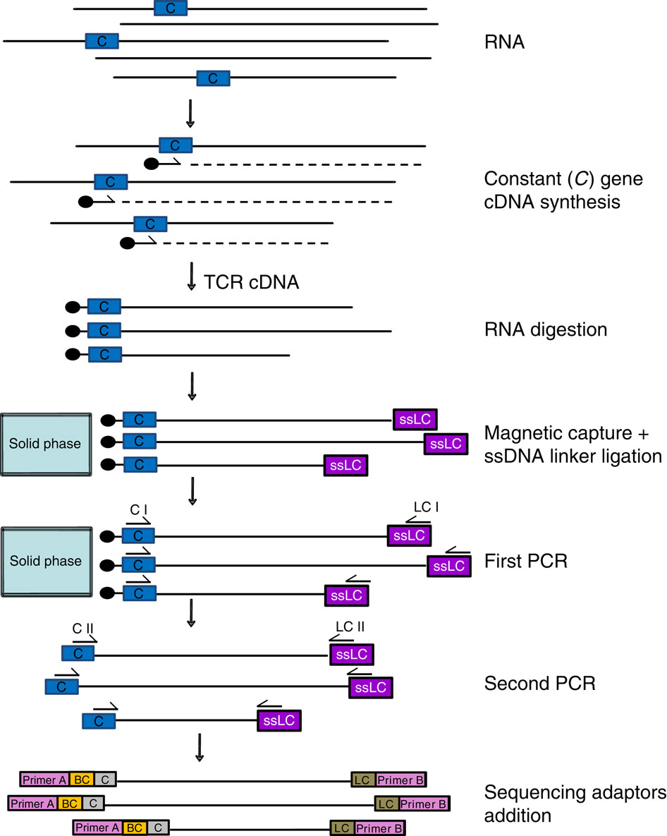 High-resolution analysis of the human T-cell receptor repertoire ...