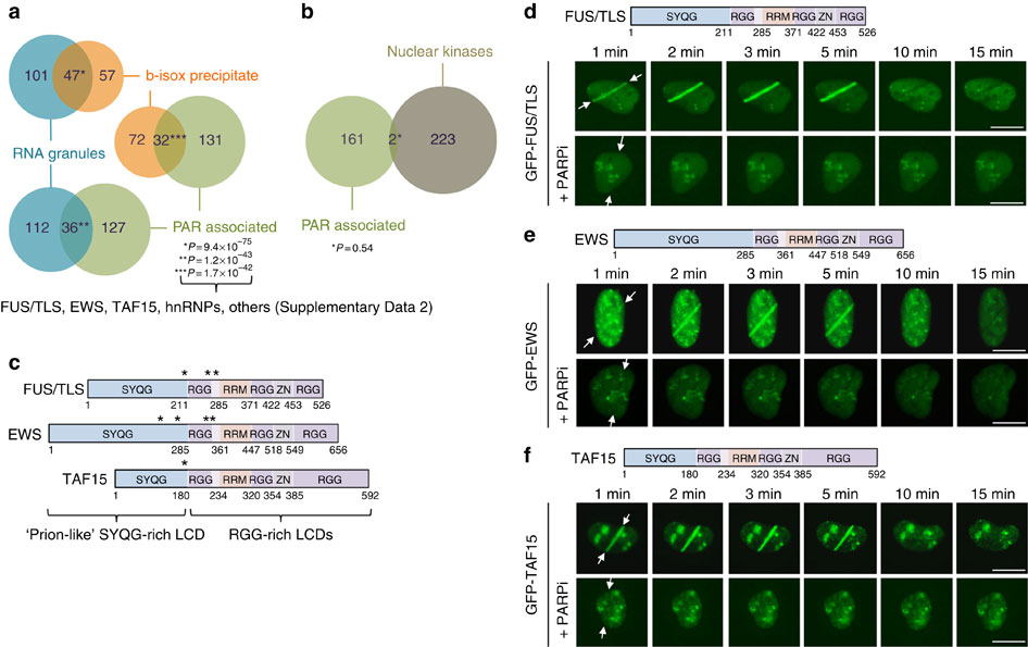 内在无序蛋白的液体混合通过聚（ADP-核糖）接种。,Nature Communications - X-MOL