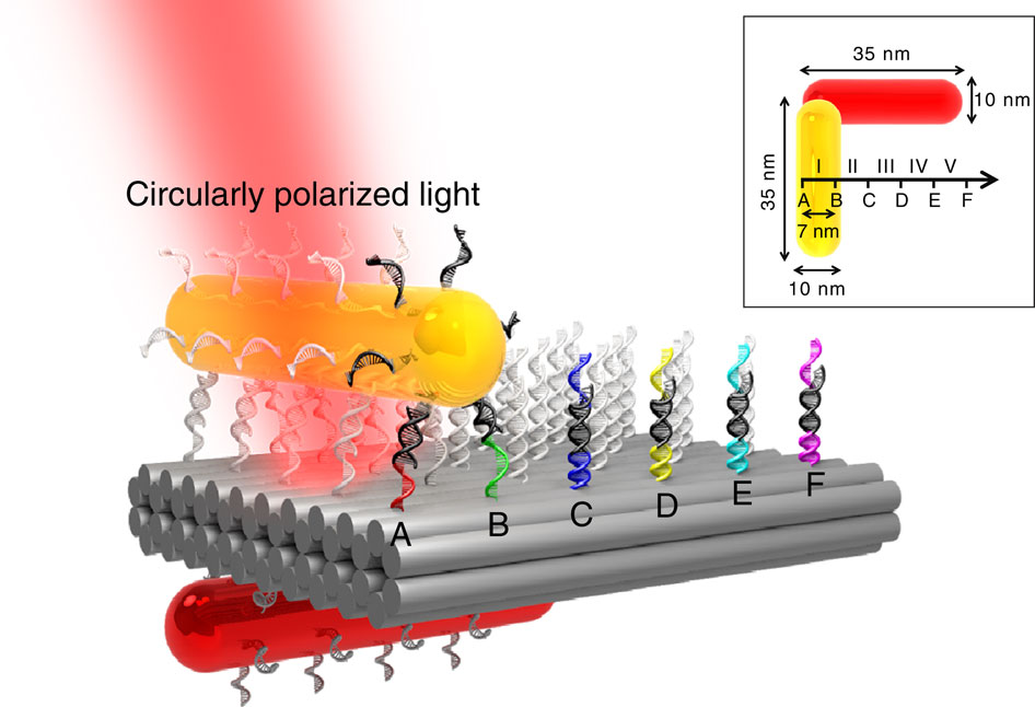 A plasmonic nanorod that walks on DNA origami.,Nature Communications ...
