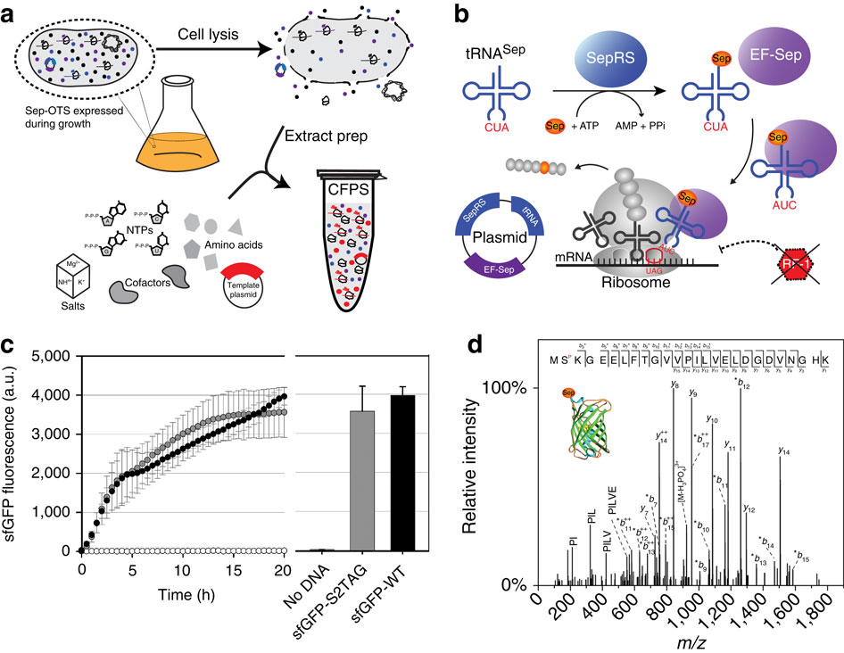 Robust production of recombinant phosphoproteins using cell-free ...