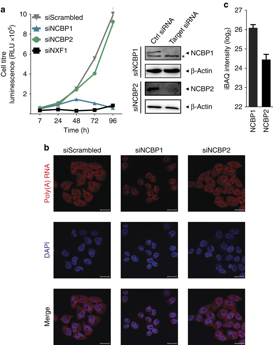 mRNA export through an additional cap-binding complex consisting of ...