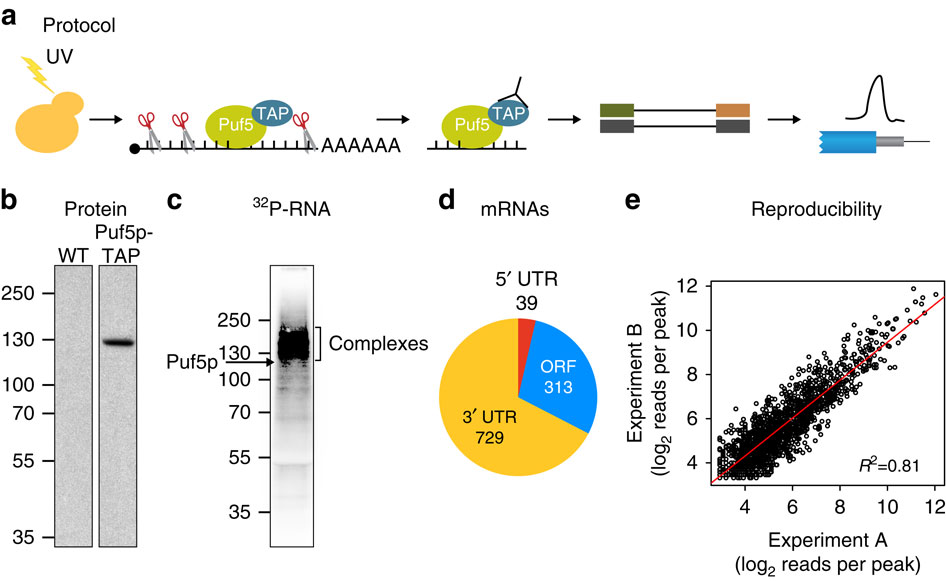 RNA调节网络通过PUF蛋白质支架的弯曲而多样化。,Nature Communications - X-MOL