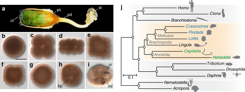 The Lingula genome provides insights into brachiopod evolution and the ...