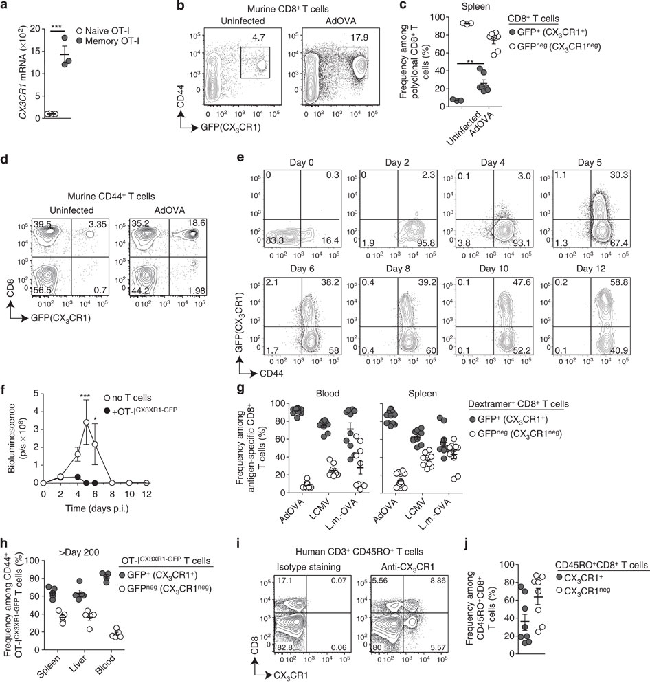 Functional classification of memory CD8(+) T cells by CX3CR1 expression ...