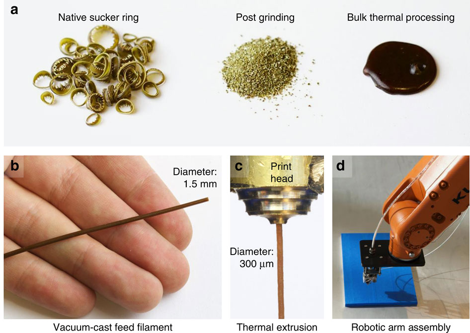 Multi-scale thermal stability of a hard thermoplastic protein-based ...