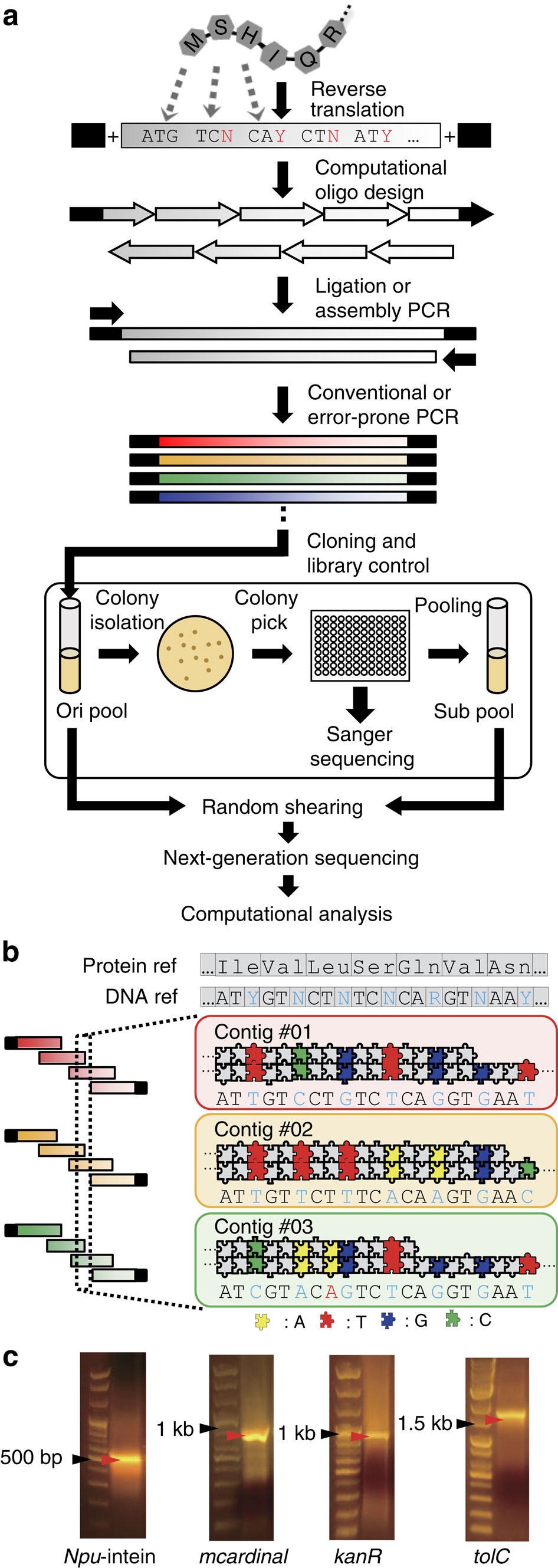 De novo assembly and next-generation sequencing to analyse full-length ...