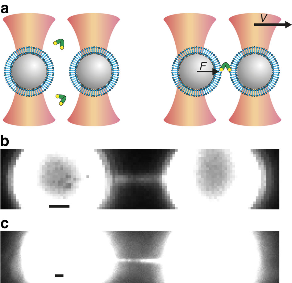 Direct quantitative detection of Doc2b-induced hemifusion in optically trapped membranes.,Nature ...