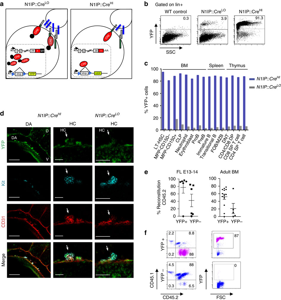 Notch信号强度控制着造血内皮细胞的命运。,Nature Communications - X-MOL