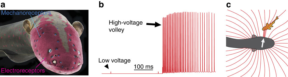 Electric eels use high-voltage to track fast-moving prey.,Nature ...