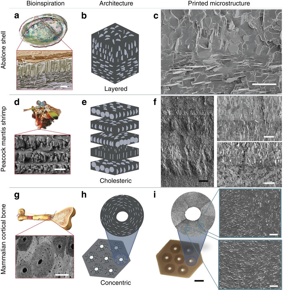 Designing bioinspired composite reinforcement architectures via 3D ...